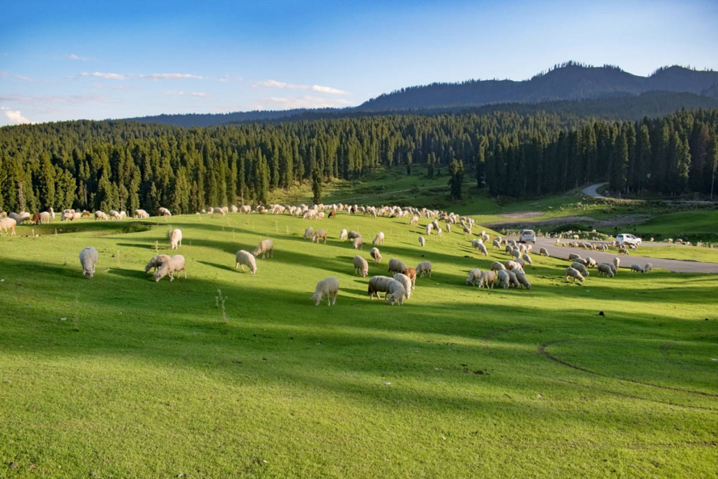 Doodhpathri-Dishkal Day Trek from Srinagar – Kashmir Treks