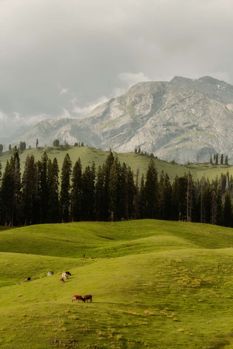Nafran Valley Trek – 7 Days Adventure in Kashmir’s Alpine Meadows